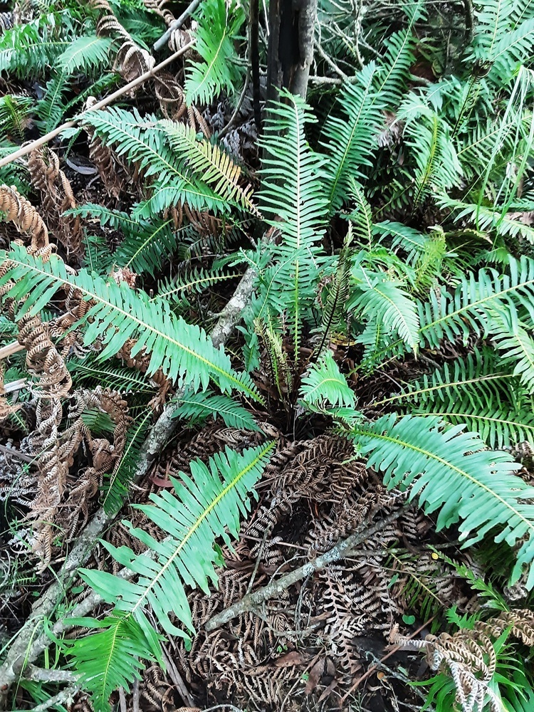 Fishbone water-fern from Gardens of Stone SCA, Newnes Plateau NSW 2790 ...