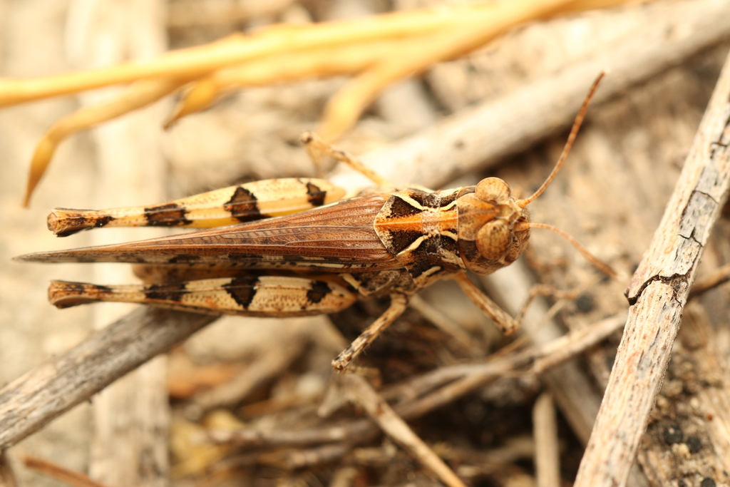 Dociostaurus from עמנואל on June 8, 2025 at 09:25 PM by Chaym Turak ...