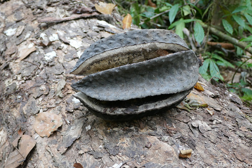 Neesia synandra · iNaturalist