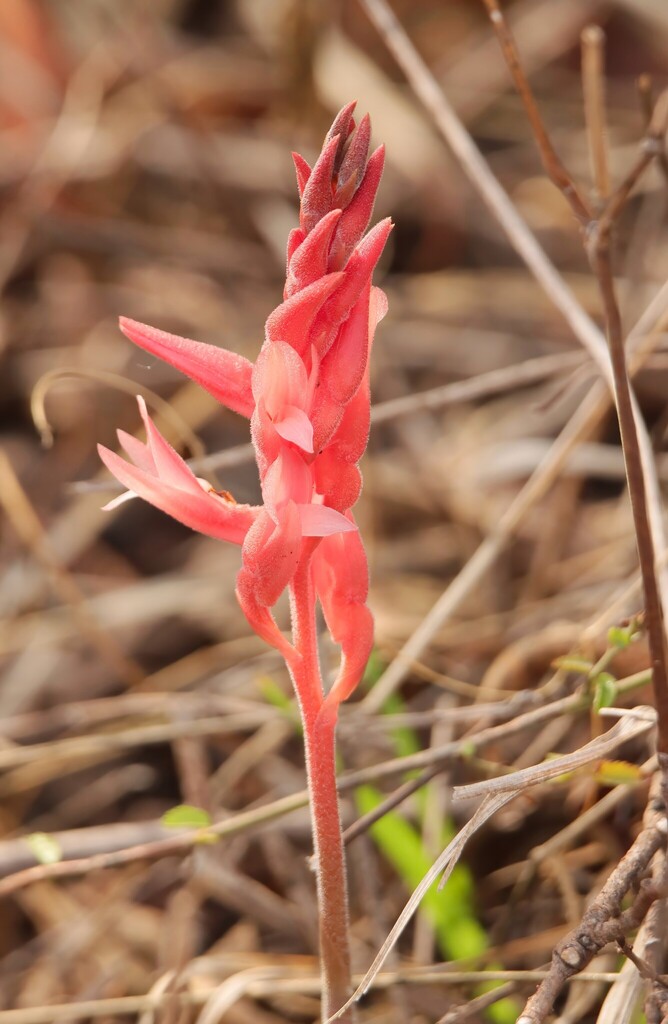 Leafless Beaked Lady Orchid from AHUISCULCO JALISCO on June 8, 2025 at ...