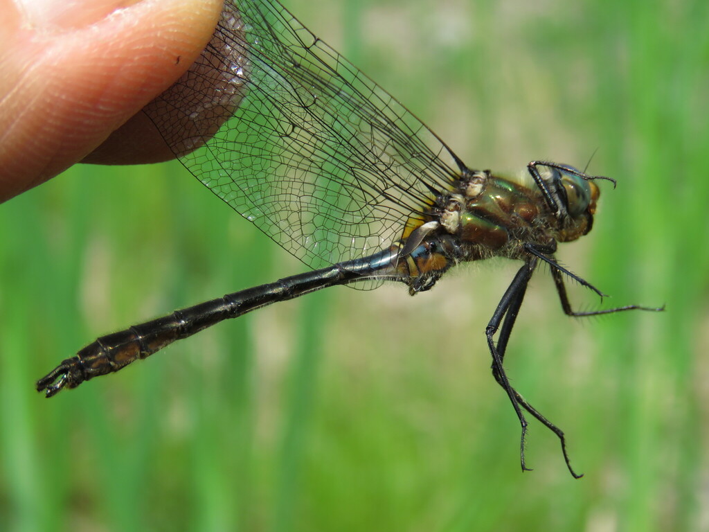 American Emerald from Granby, QC, Canada on June 8, 2025 at 02:04 PM by ...