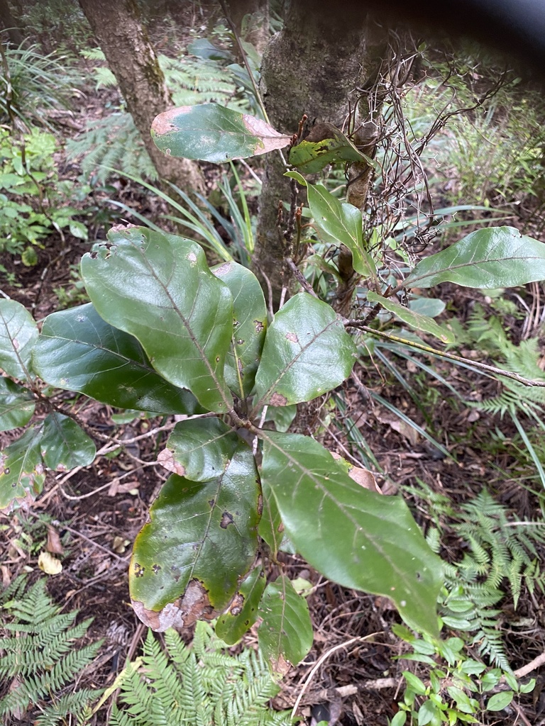 Taraire from North Island / Te Ika-a-Māui, Te Kao, Northland, NZ on ...