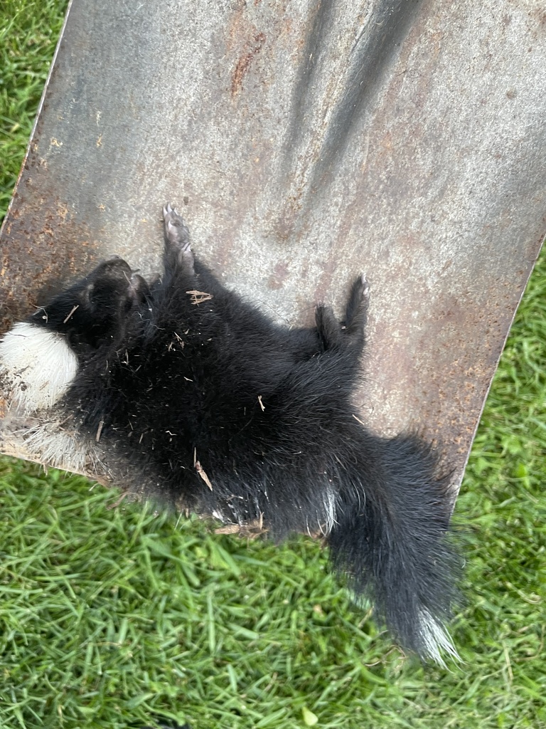 Striped Skunk from Highland County, VA, US on June 8, 2025 at 08:12 PM ...