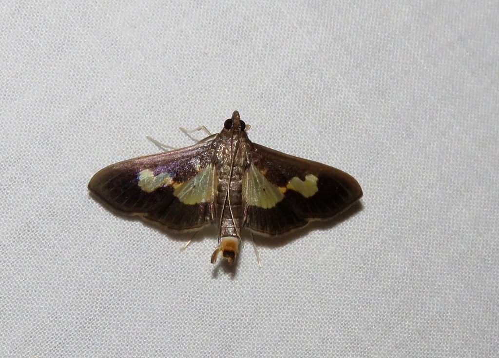 Pickleworm Moth from 809 Cape Ave, Cape May, NJ 08204, USA on September ...