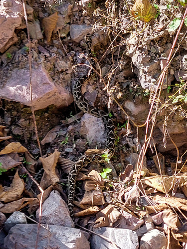 Jonathan's Lancehead (Bothrops jonathani) - Snakes and Lizards