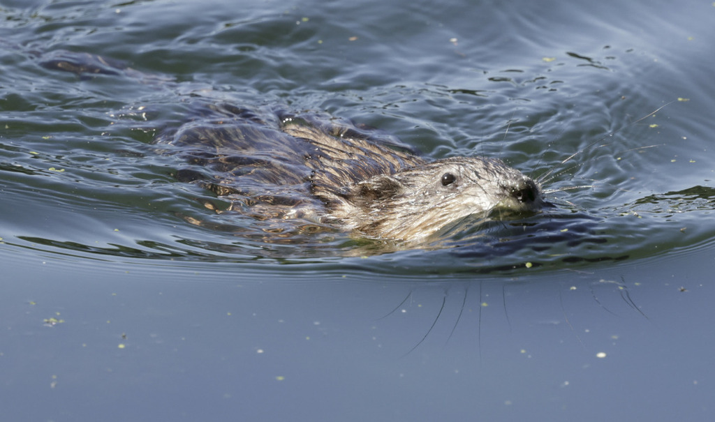 Muskrat from Southeast Portland, Portland, OR, USA on May 24, 2025 at ...