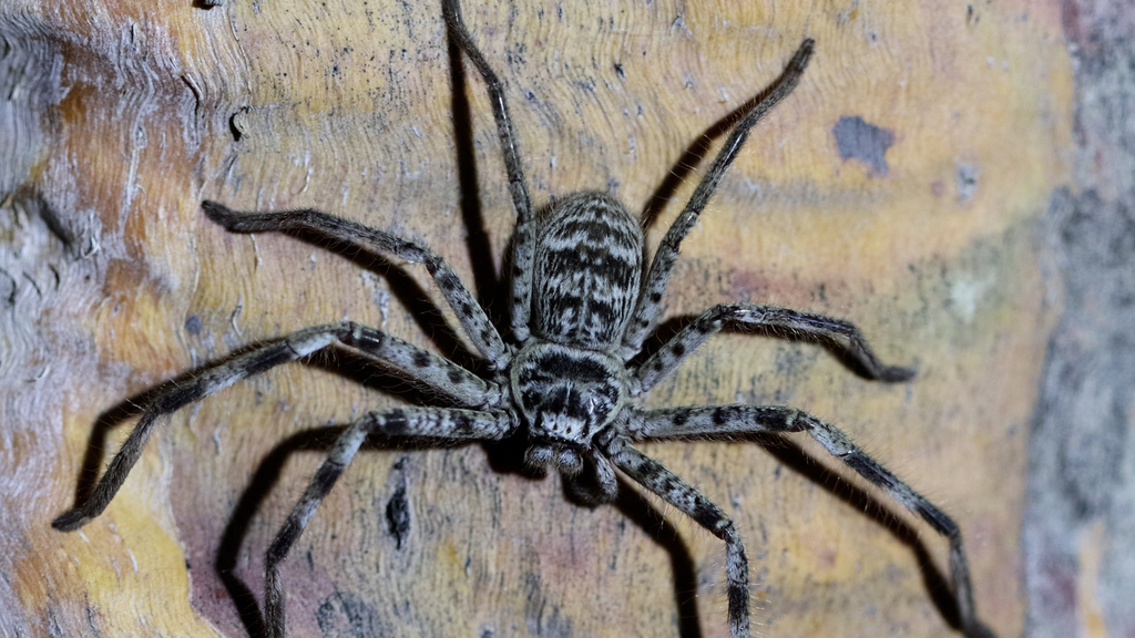 Murray Banded Huntsman Spider from Burra SA 5417, Australia on March 2 ...