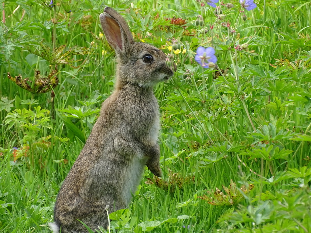 European Rabbit from Cardiff, UK on July 29, 2020 at 04:07 PM by Oscar ...