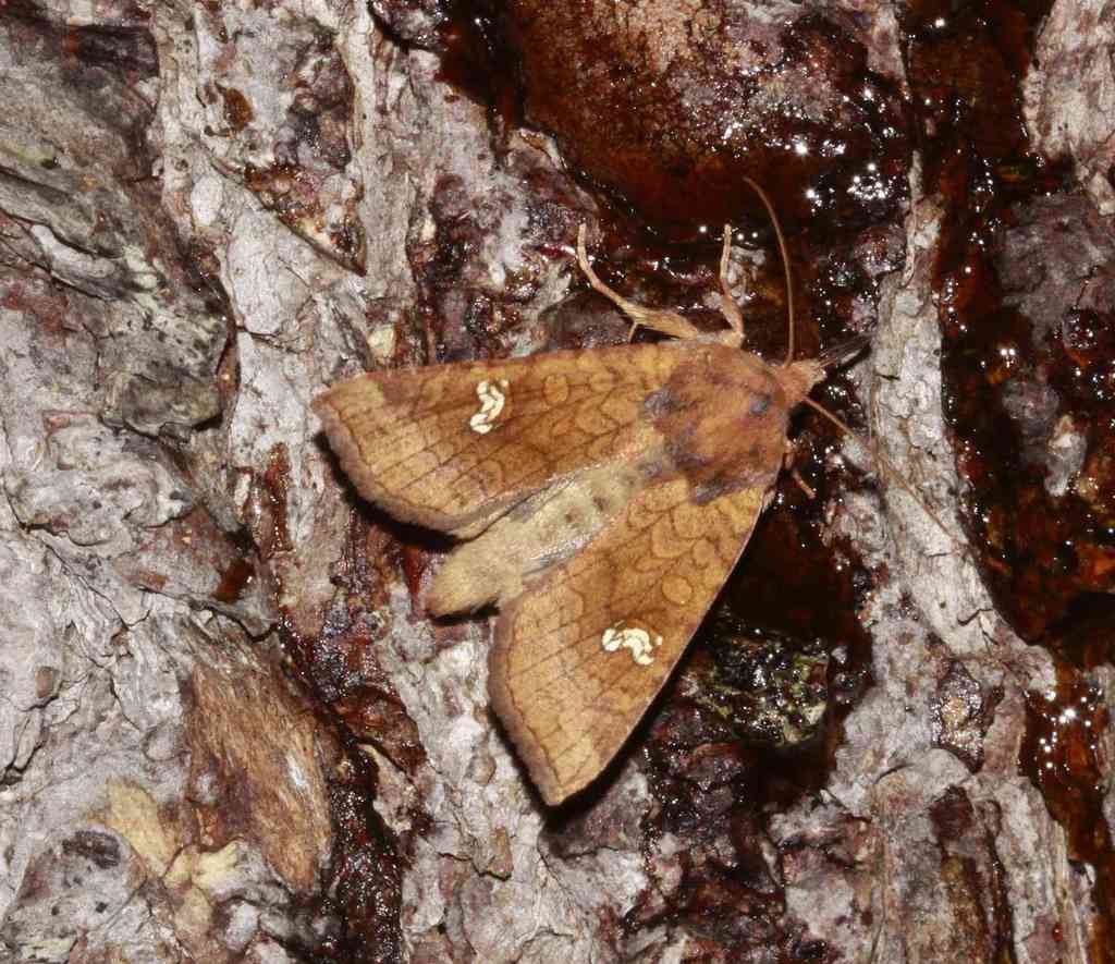 Ear Moths from Le Rocher-Percé, QC, Canada on September 18, 2019 at 07: ...