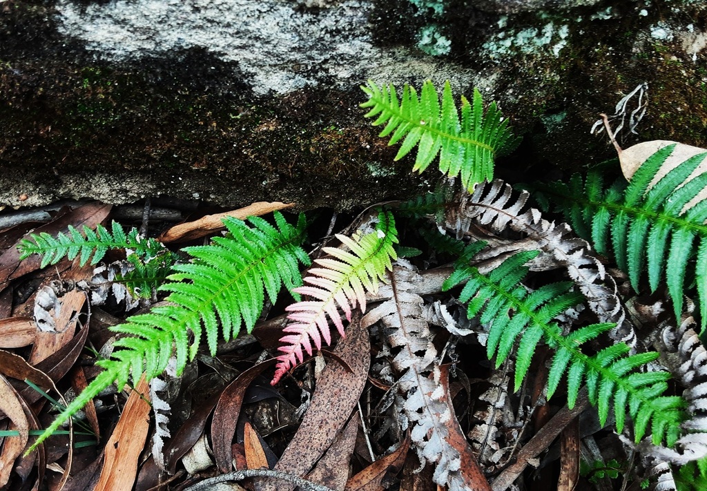 Prickly Rasp fern from Gardens of Stone SCA, Newnes Plateau NSW 2790 ...
