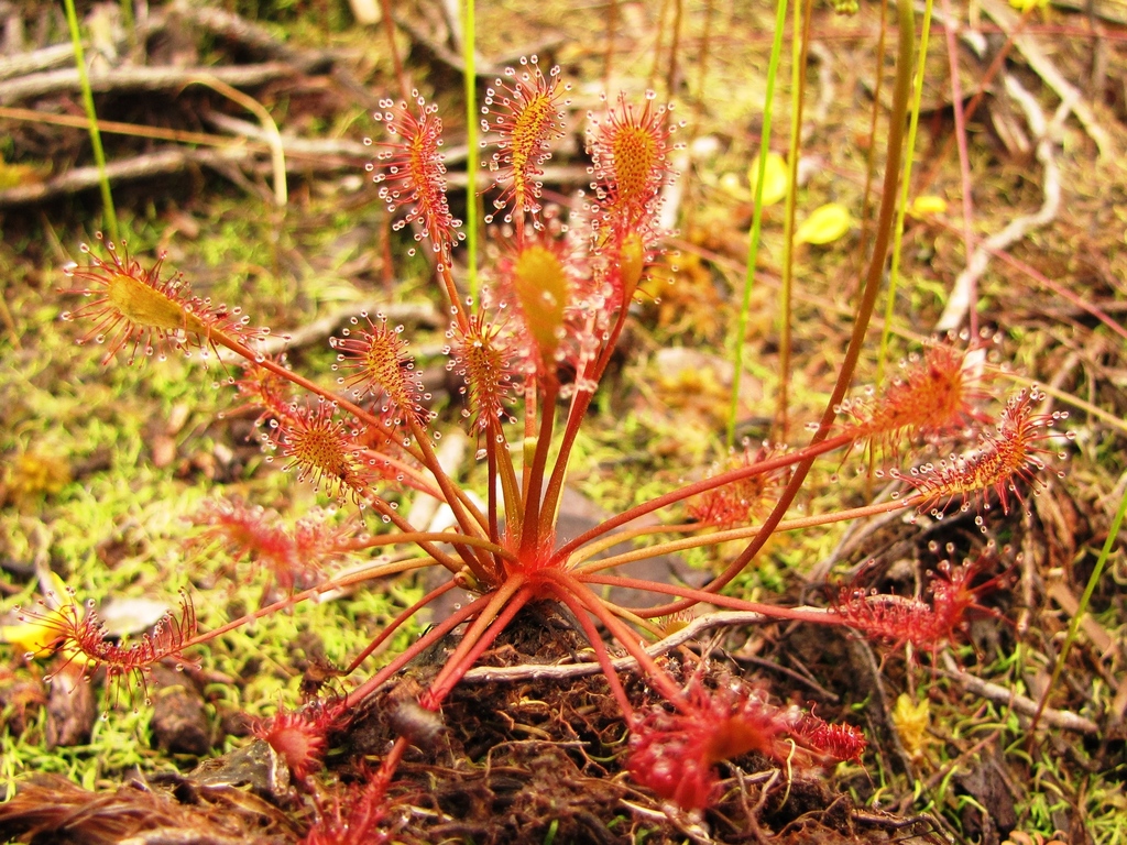 spoonleaf sundew from Sarstoon Temash, Toledo District, Belize on ...