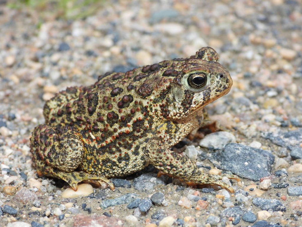 Canadian Toad in June 2025 by Yinan Li · iNaturalist