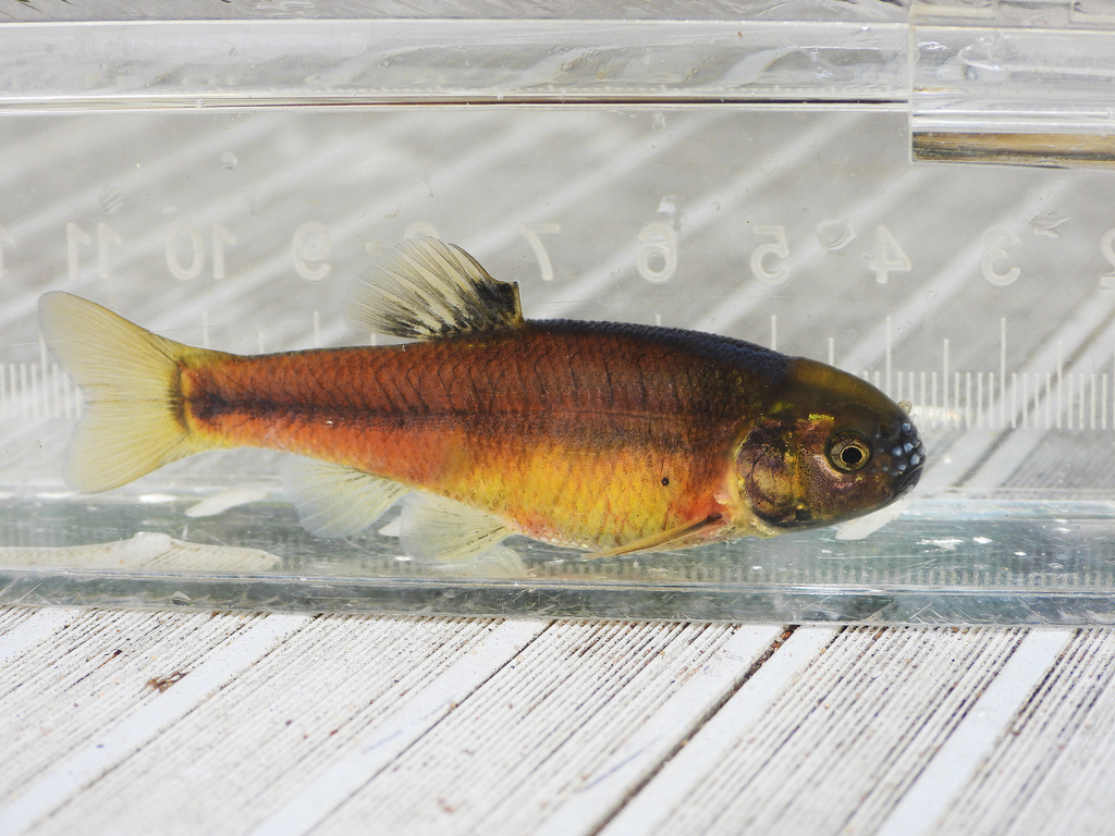 Fathead Minnow (Pimephales promelas) - Marine Life Identification