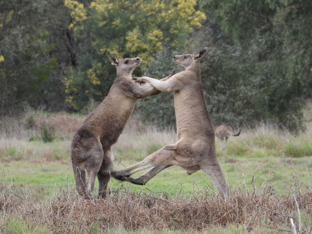 Macropods (Macropodiformes) - Know Your Mammals