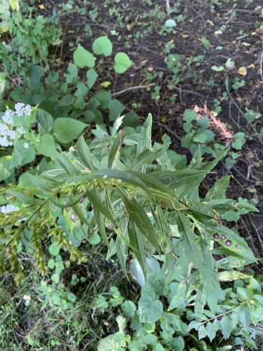 Observations by benjamin_oconnell · iNaturalist