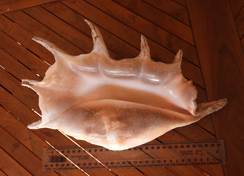 Giant Spider Conch from Zanzibar, Tanzania on January 1, 1970 at 11:32 ...
