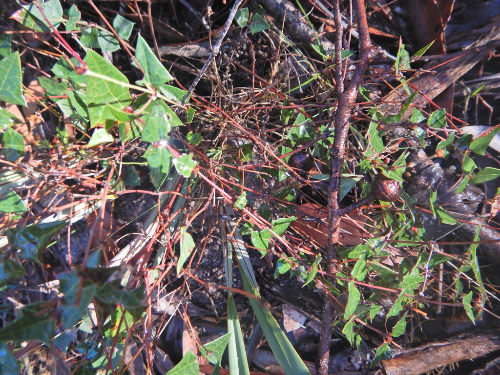 Common Flat-pea from Steiglitz, Bert Boardman Reserve VIC 3331 ...