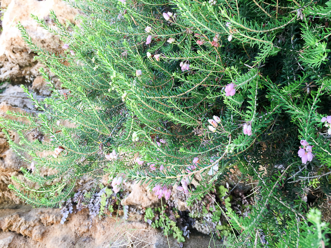Erica terminalis Salisb.