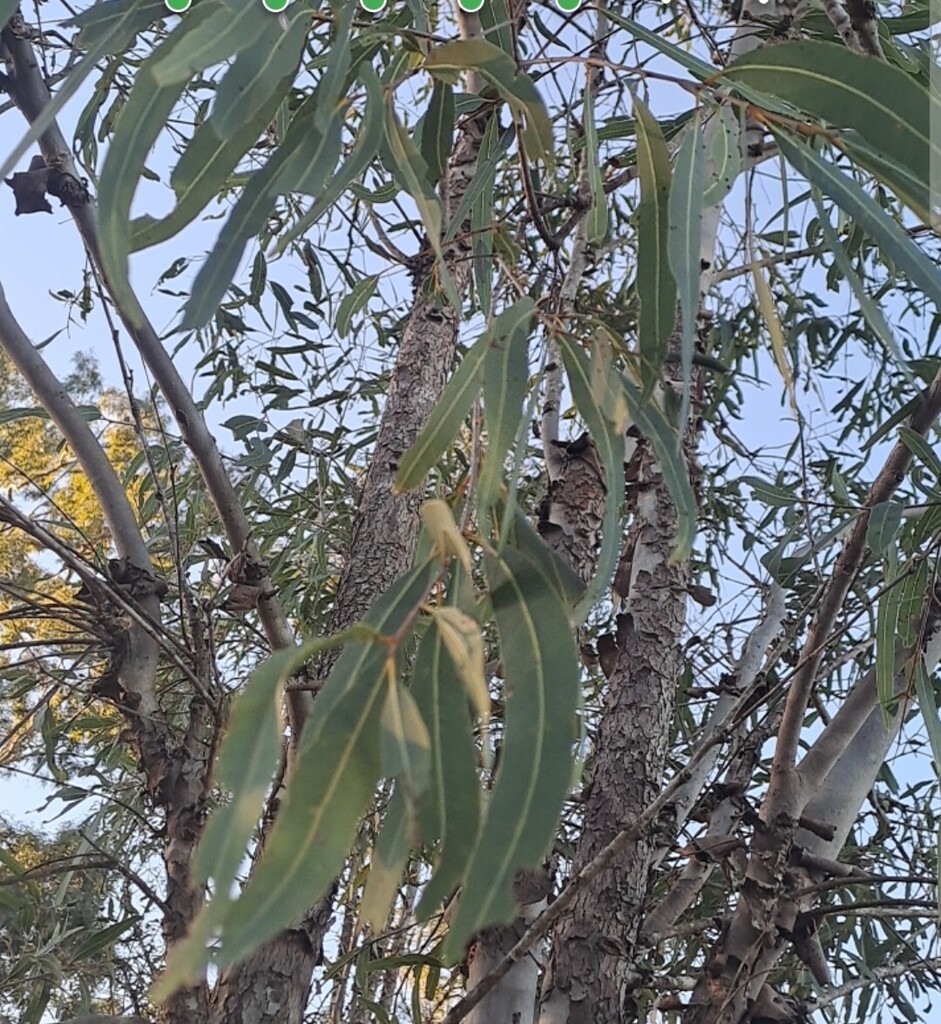 Carbeen from Mount Tom QLD 4677, Australia on June 3, 2025 at 04:33 PM ...
