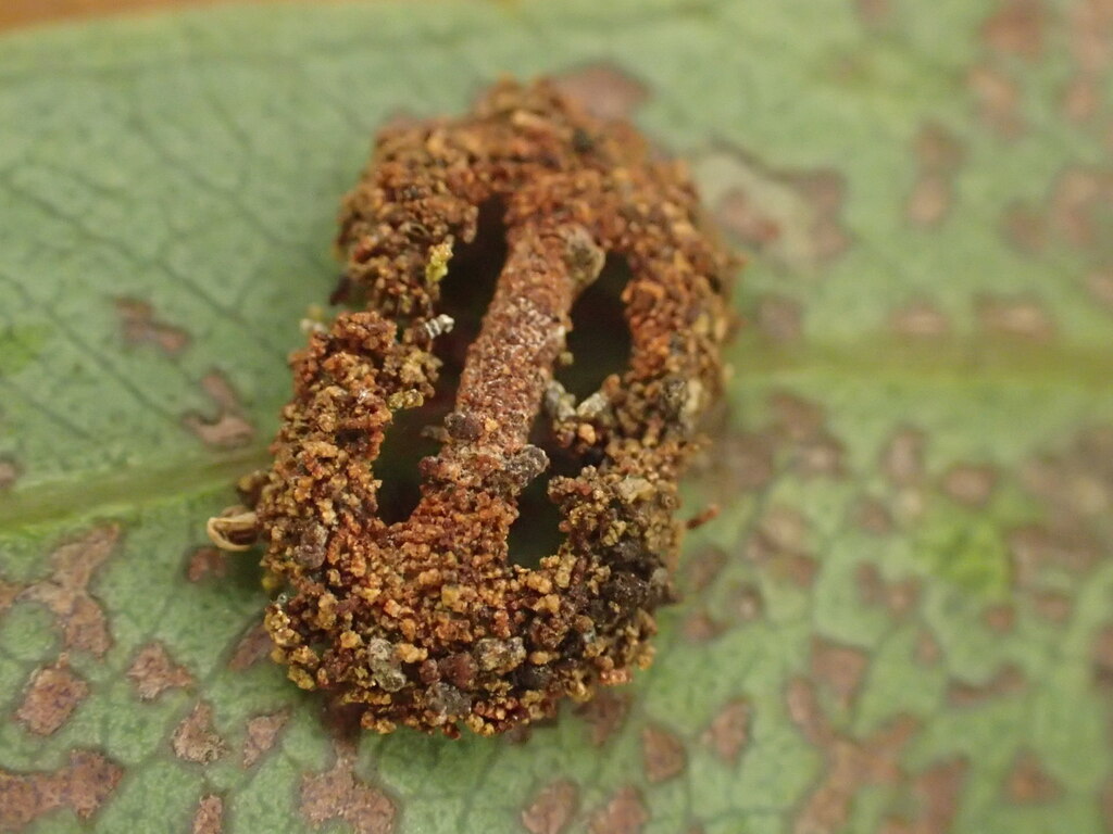 Butterflies and Moths from Perth WA, Australia on June 5, 2025 at 12:23 ...