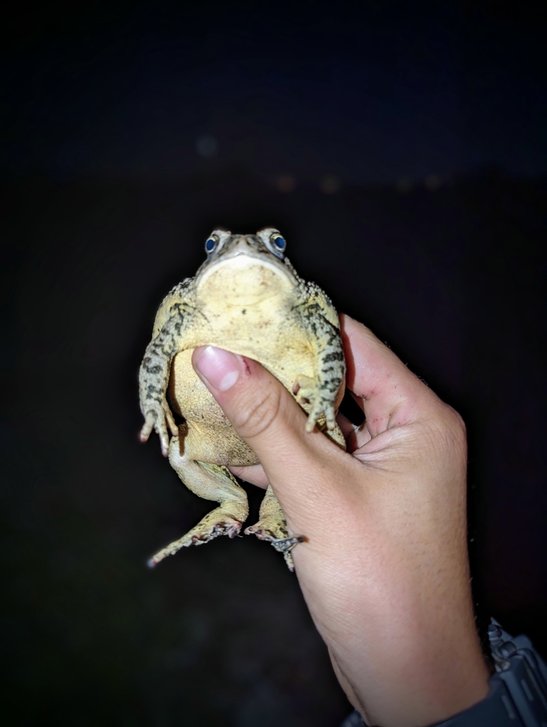 Woodhouse's Toad in June 2025 by Beren Erkan (herper/photographer ...