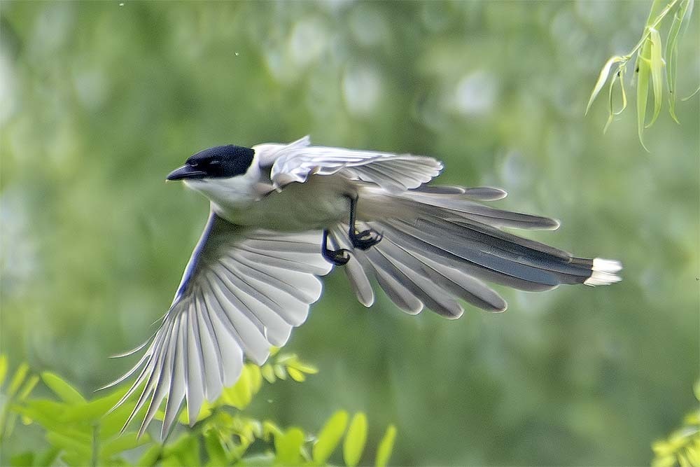 Japanese Magpie from 日本、〒206-0002 東京都多摩市一ノ宮 on June 9, 2025 at 07:01 AM ...