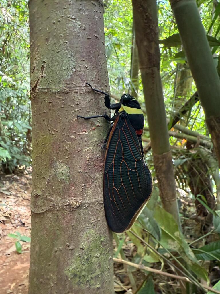 Tacua speciosa from 18300 Gua Musang, Kelantan, Malaysia on June 08 ...