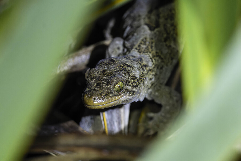 Duvaucel's Gecko in June 2025 by Oscar Thomas · iNaturalist