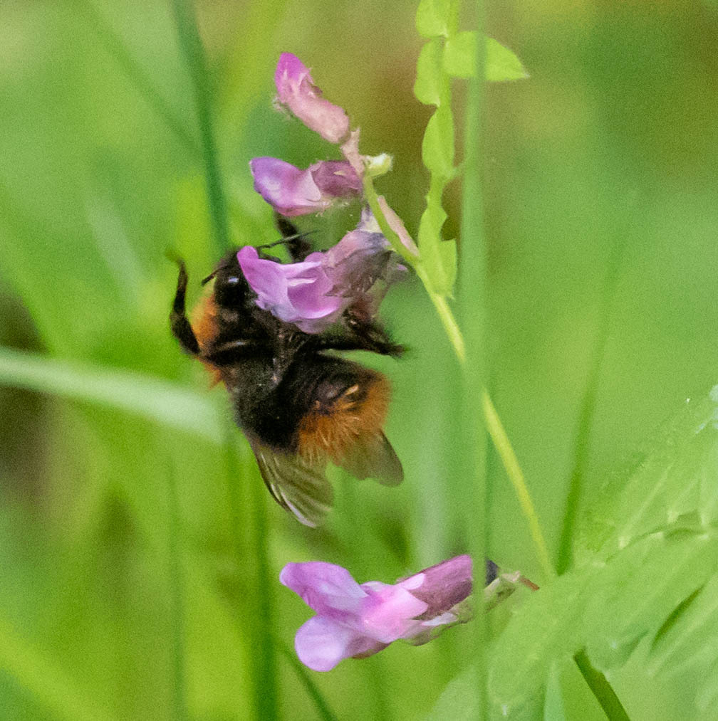 Common Carder Bumble Bee from Aurland, Norway on June 3, 2025 at 10:22 ...