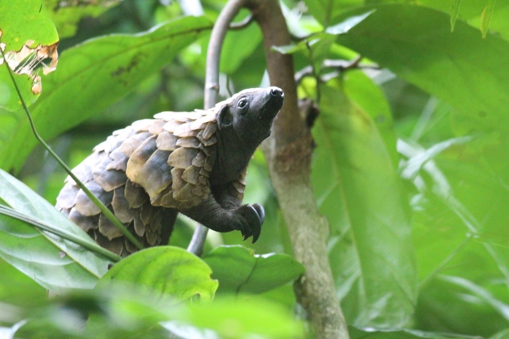 Black-bellied Pangolin in September 2019 by Mathias D'haen. Sangha ...