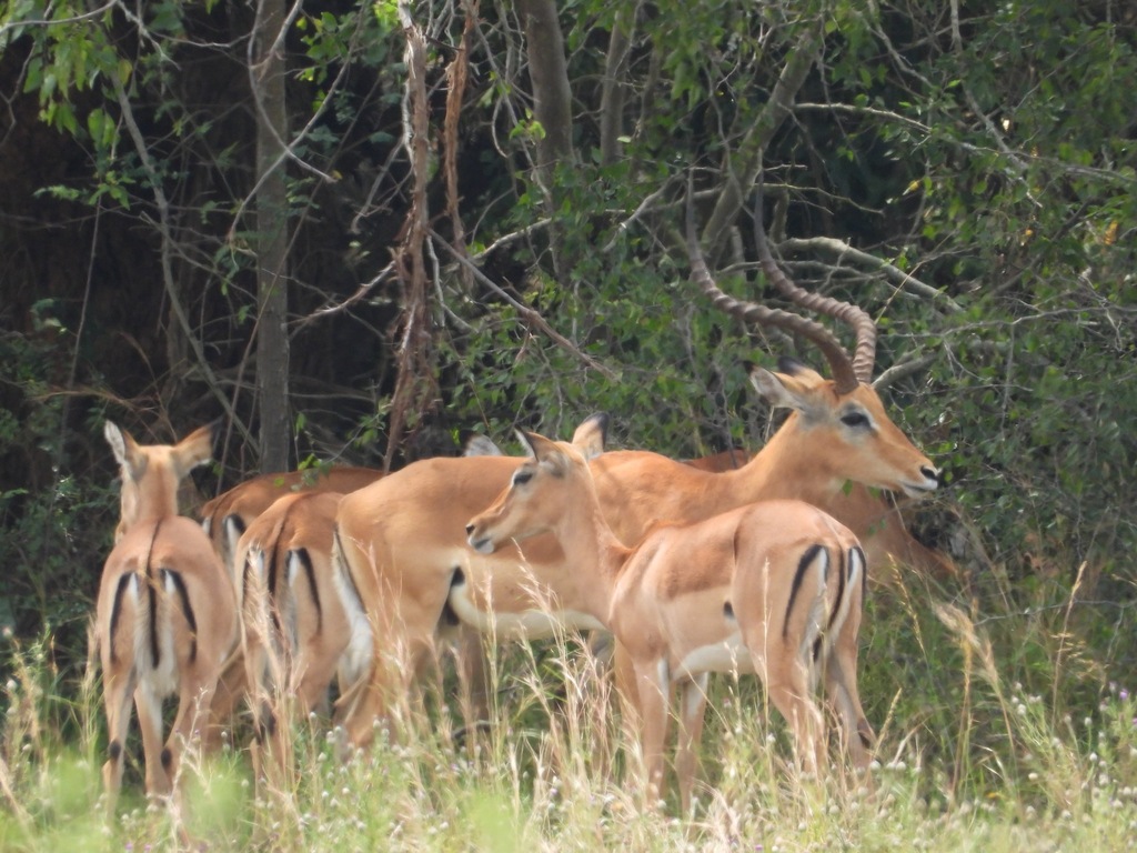 Impala from Nyagatare, Rwanda on June 6, 2025 at 12:28 PM by Eric ...