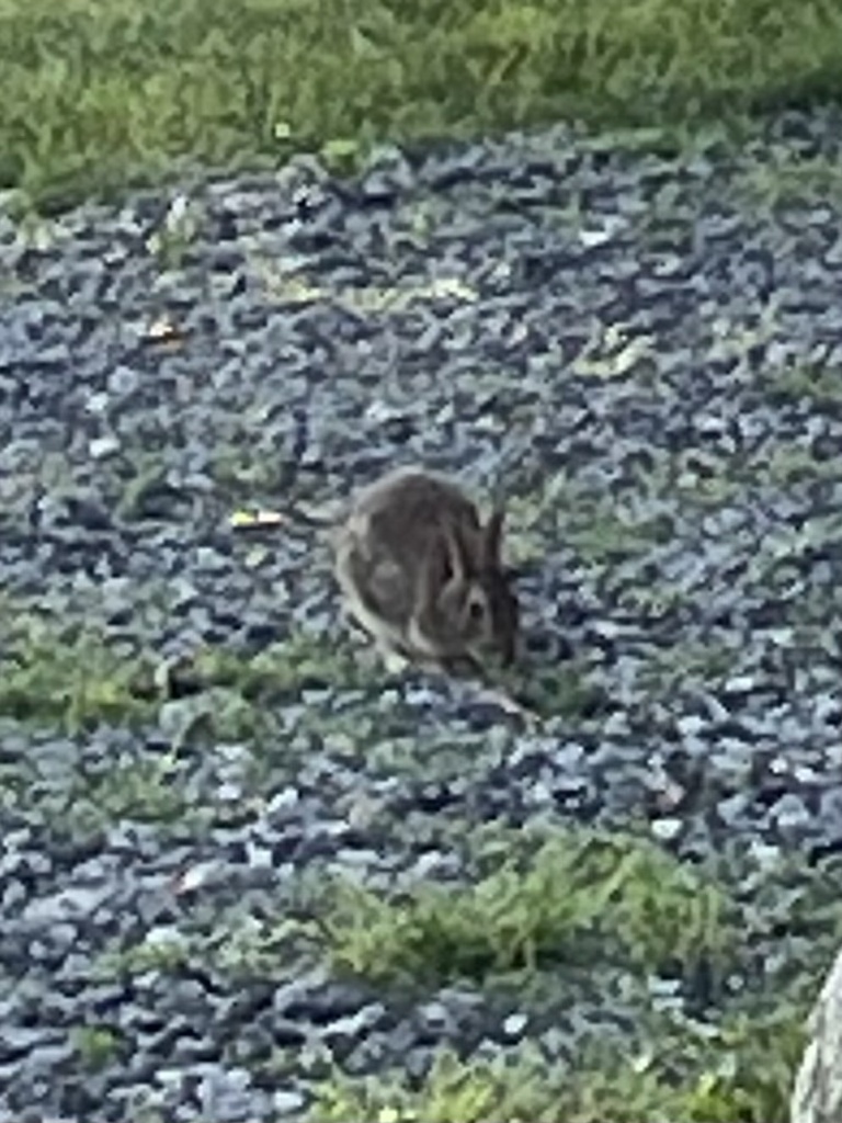 Eastern Cottontail from Hayfields Ln, McDowell, VA, US on June 9, 2025 ...