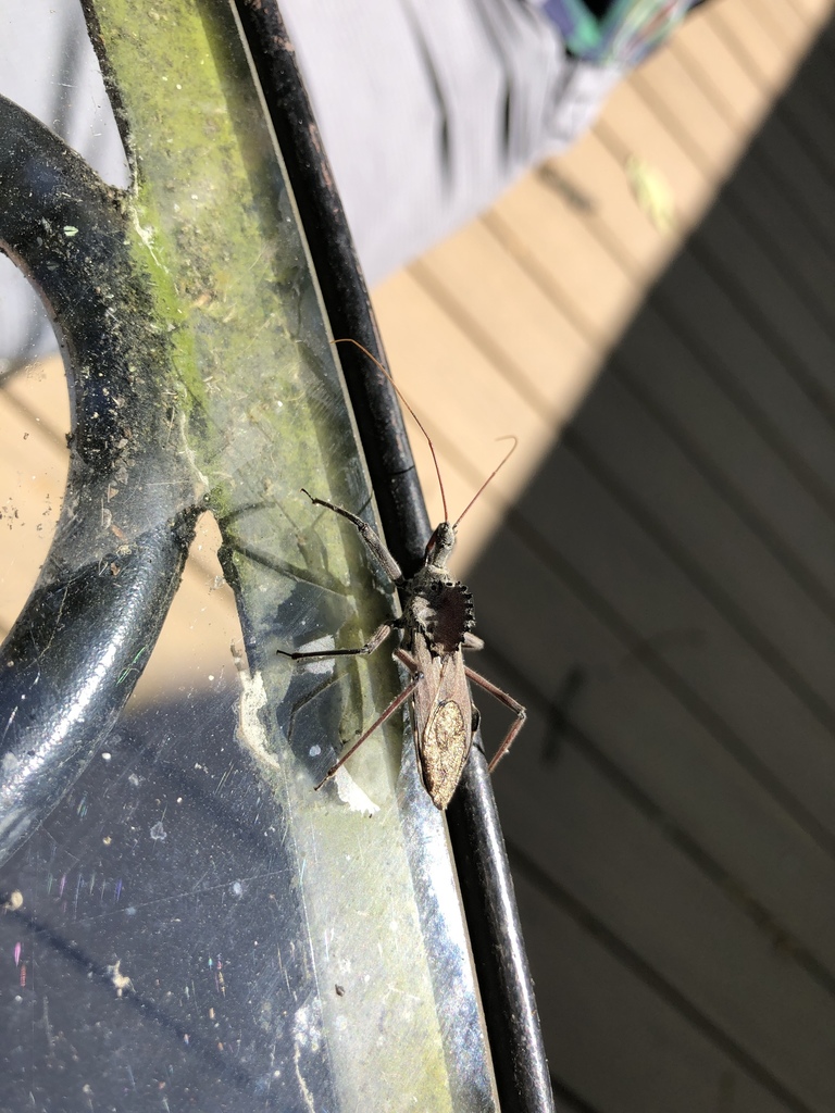 North American Wheel Bug from Manor Dr, Mayville, NY, US on September ...