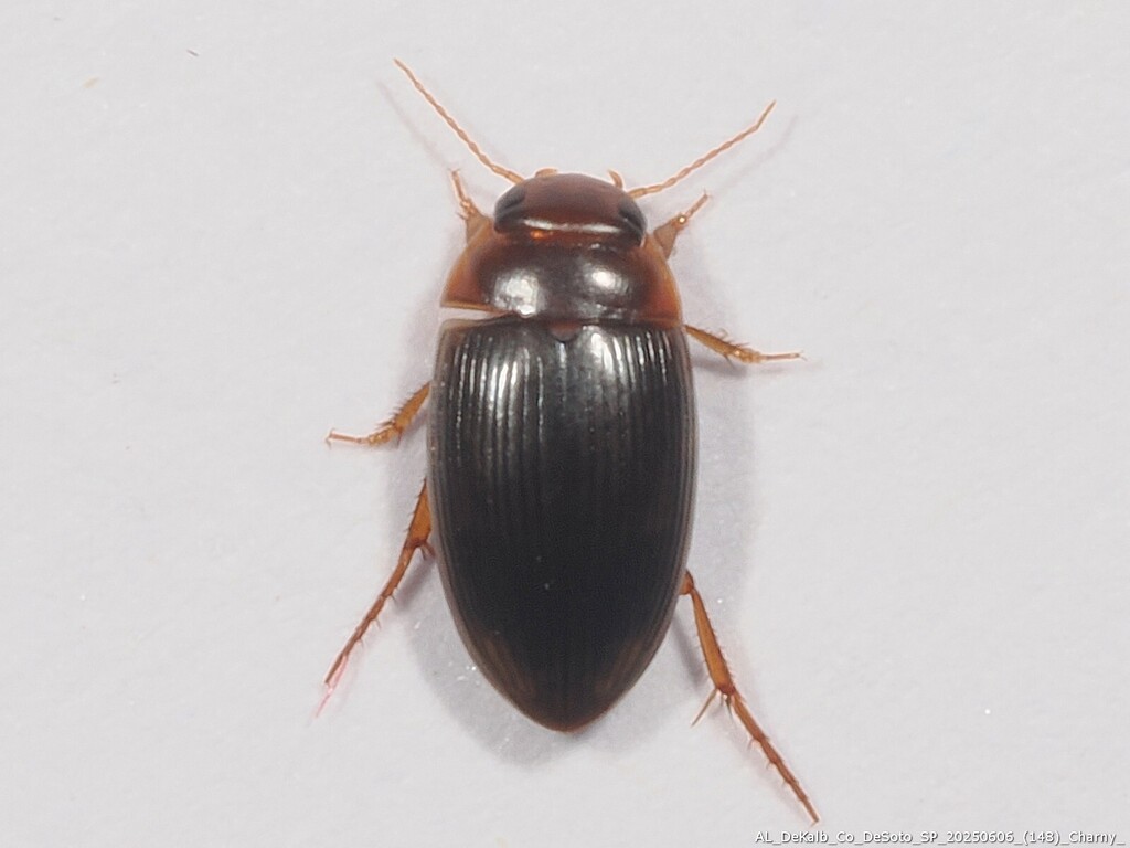Copelatus glyphicus from DeSoto SP near Lodge, DeKalb Co., AL on June 6 ...