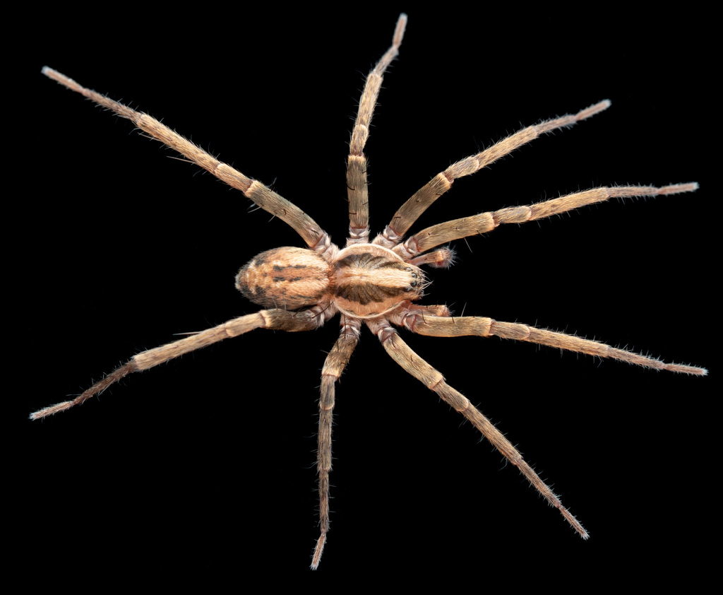 Prowling Spiders in June 2025 by Cael Gallery · iNaturalist