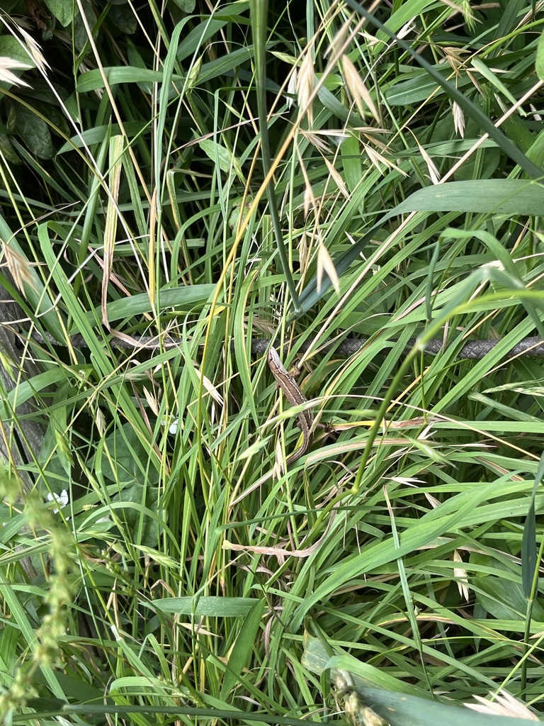 Japanese Grass Lizard from Inokashira Park, Mitaka, Tokyo, JP on June 9 ...