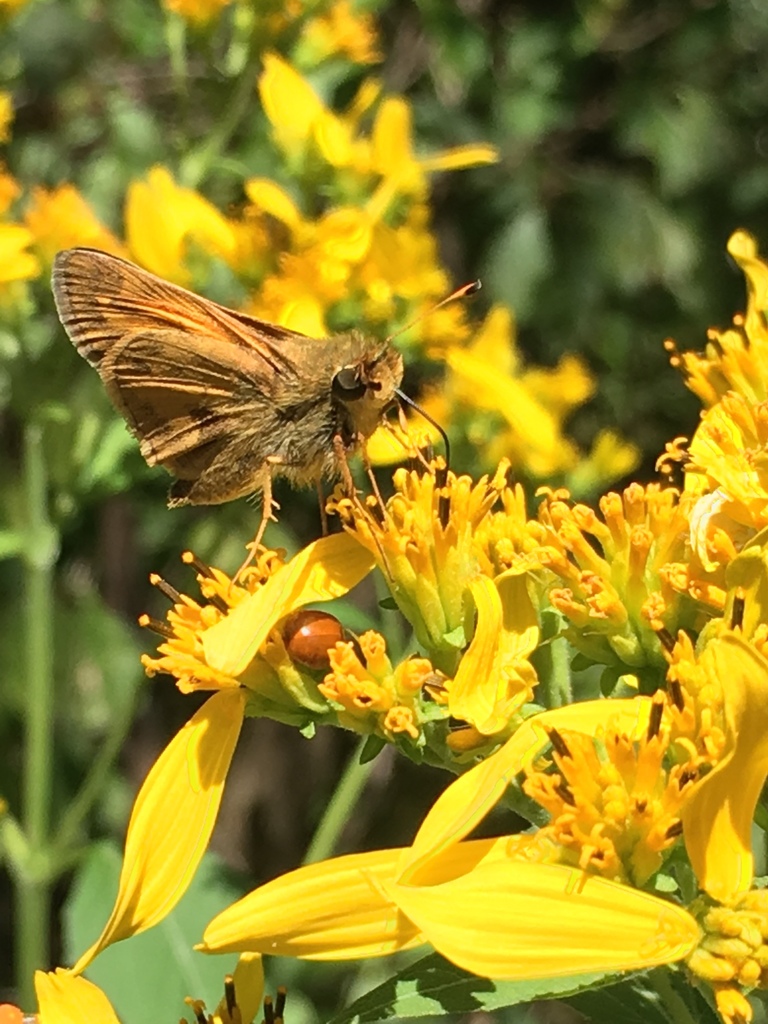 Huron Sachem in September 2019 by mthom308 · iNaturalist