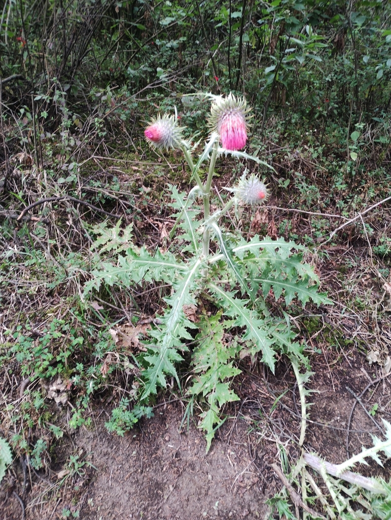 red thistle from 10643 CDMX, México on February 22, 2025 at 11:12 AM by ...