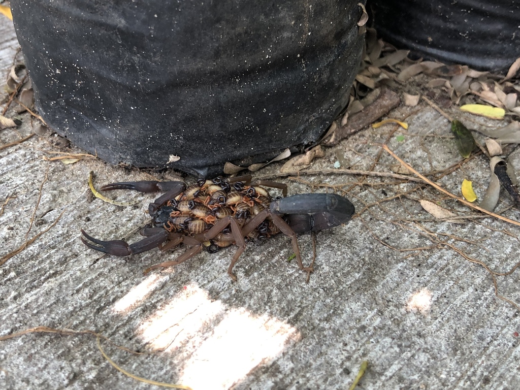 Slender Brown Scorpion from Avenida La Herradura, Tampico, TAMPS, MX on ...
