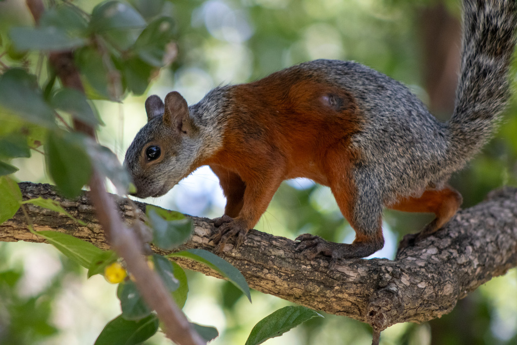 Red-bellied Squirrel from Rio La Silla, Nuevo León, Mexico on June 7 ...