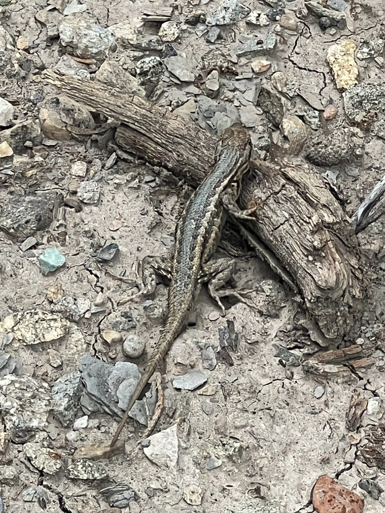 Common Sagebrush Lizard from Ruins Rd, Mancos, CO, US on June 9, 2025 ...