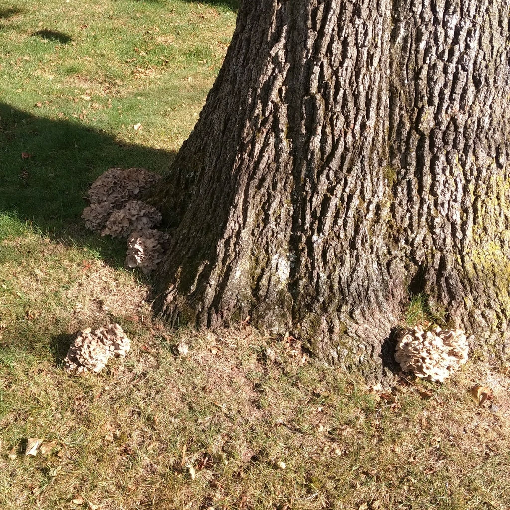 hen of the woods from Main St and Douglas Rd, Glastonbury, CT 06033 ...
