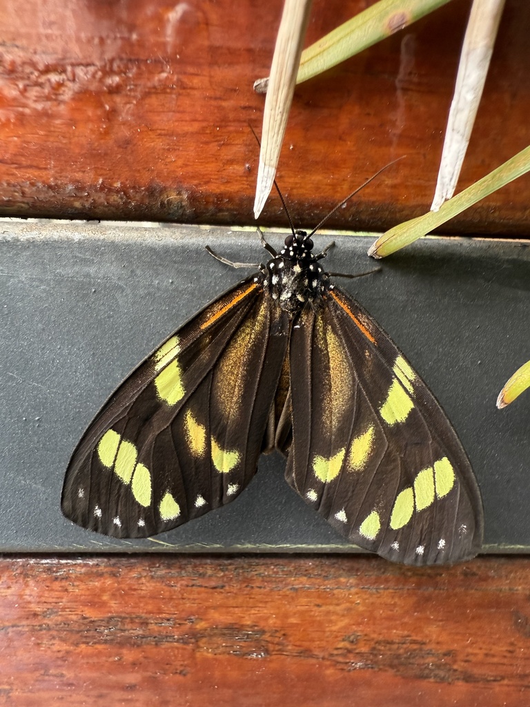 Chetone from Ricaurte, Ricaurte, Cundinamarca, CO on June 9, 2025 at 08 ...