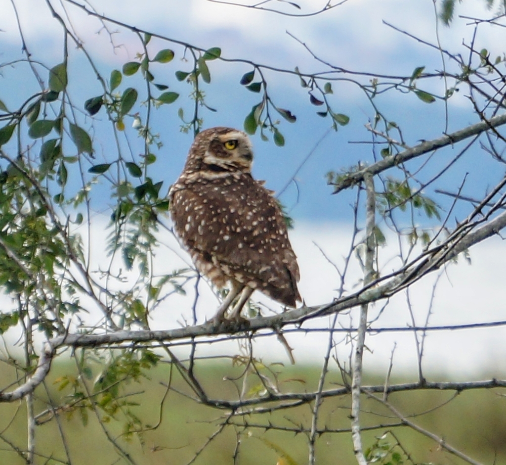 Burrowing Owl from Vila Represa, São Paulo - State of São Paulo, Brazil ...