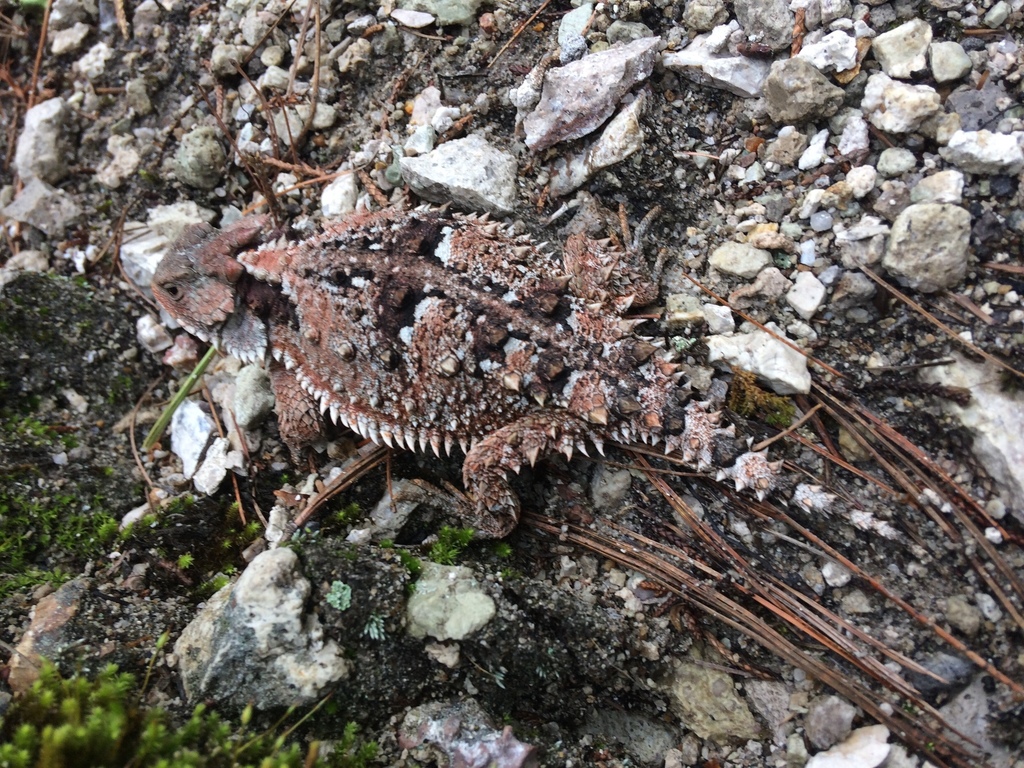 Mountain Horned Lizard from Guanaceví, DGO, MX on September 6, 2019 at ...