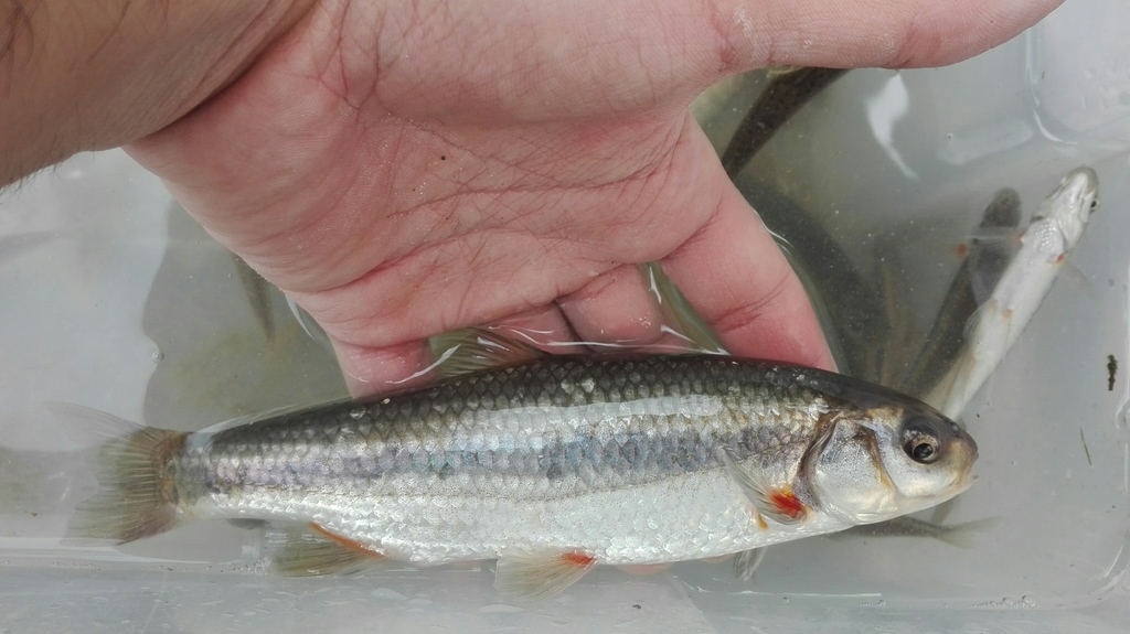 Italian riffle dace from 28844 Villadossola VB, Italia on September 19 ...