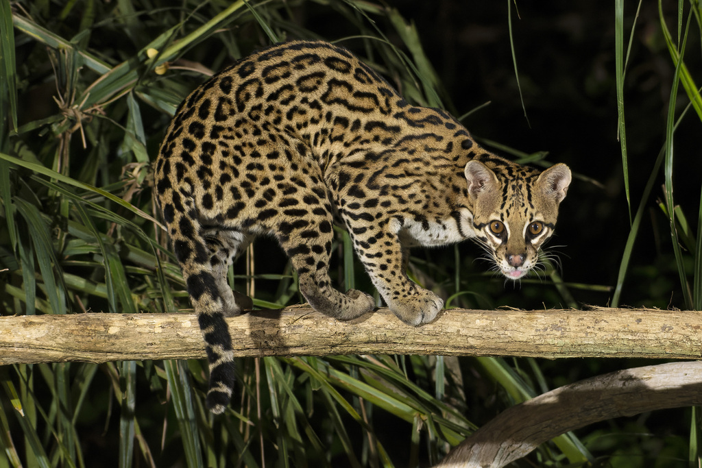 Ocelot (Animals from South America) · iNaturalist