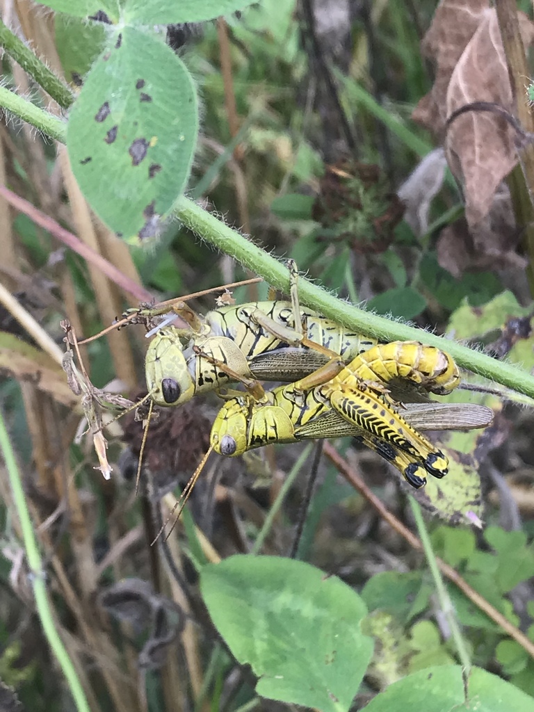 Differential Grasshopper from The Morton Arboretum, Lisle, IL, US on ...