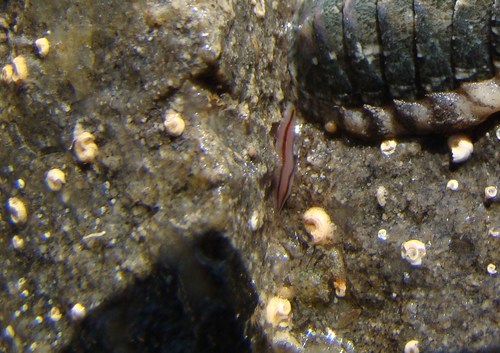 Genus Chromoplana · iNaturalist