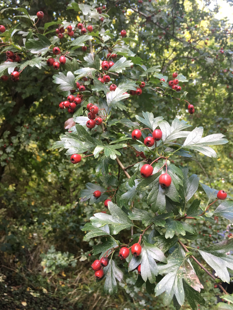 hawthorns (Rosaceae (Rose) of the Pacific Northwest) · iNaturalist